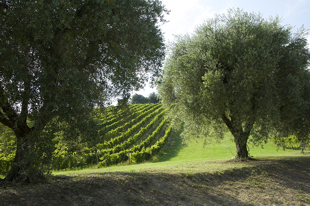 Science in Every Sip at Le Marche Vineyard - Dream of Italy