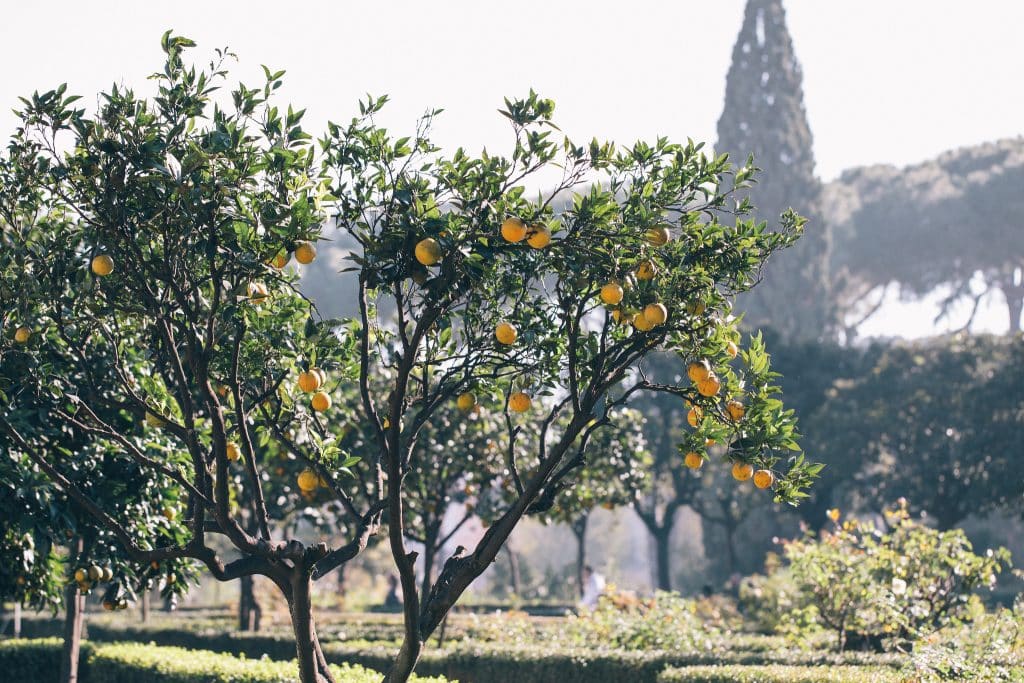 Rome’s Neighborhood Oranges - Dream of Italy